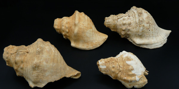 Southern army fought at ‘Europe’s oldest battle’ | Antiquity Journal